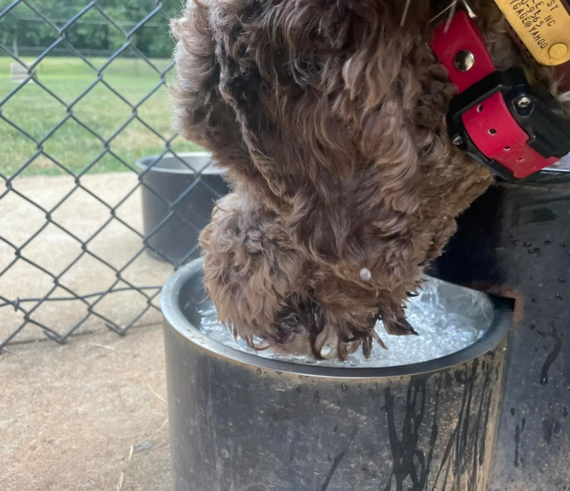 National Pet Hydration Awareness Month: Keeping Our Furry Friends ...