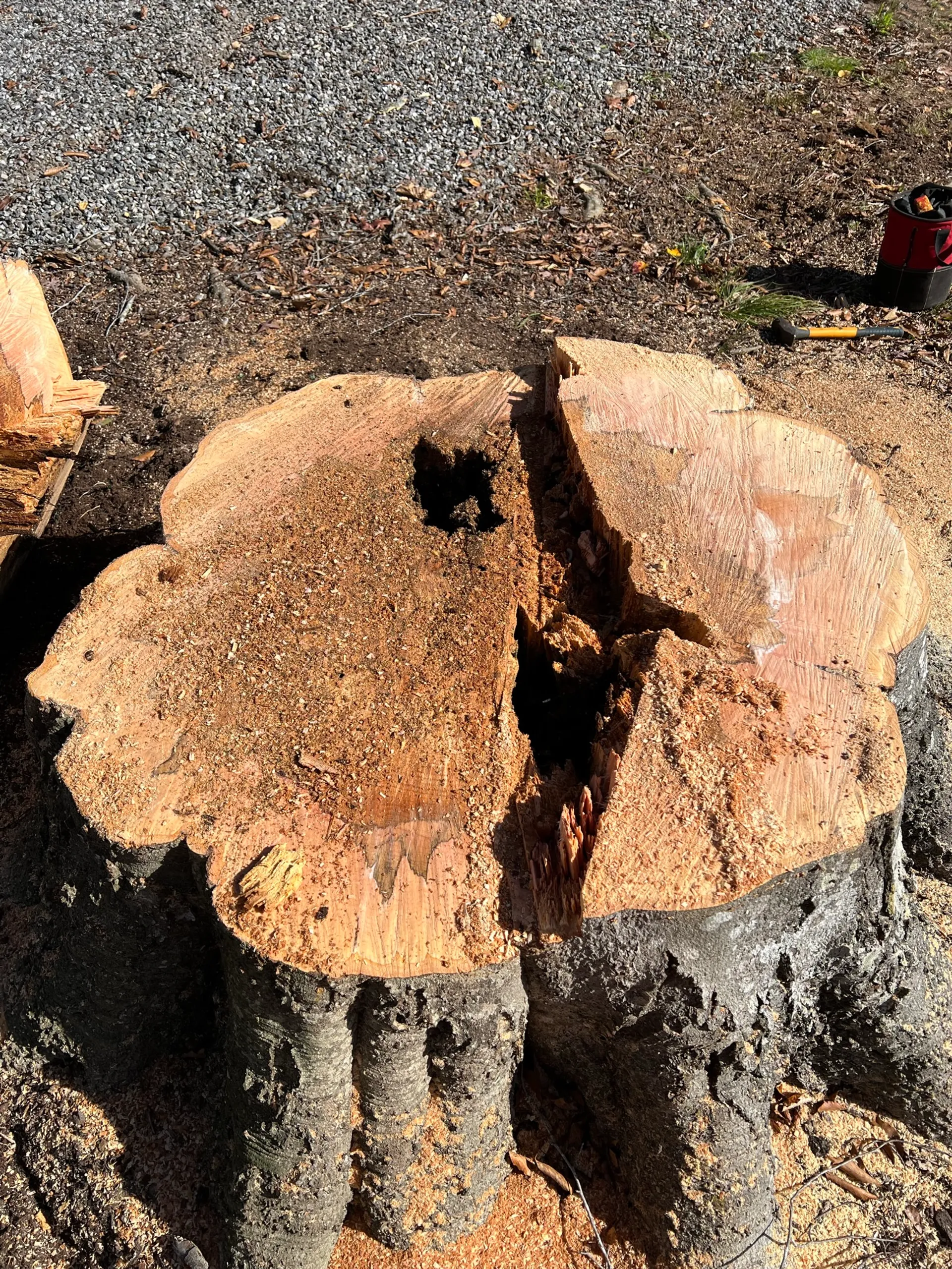 Tree Decay: Earnest Tree Service walks you through what to look for