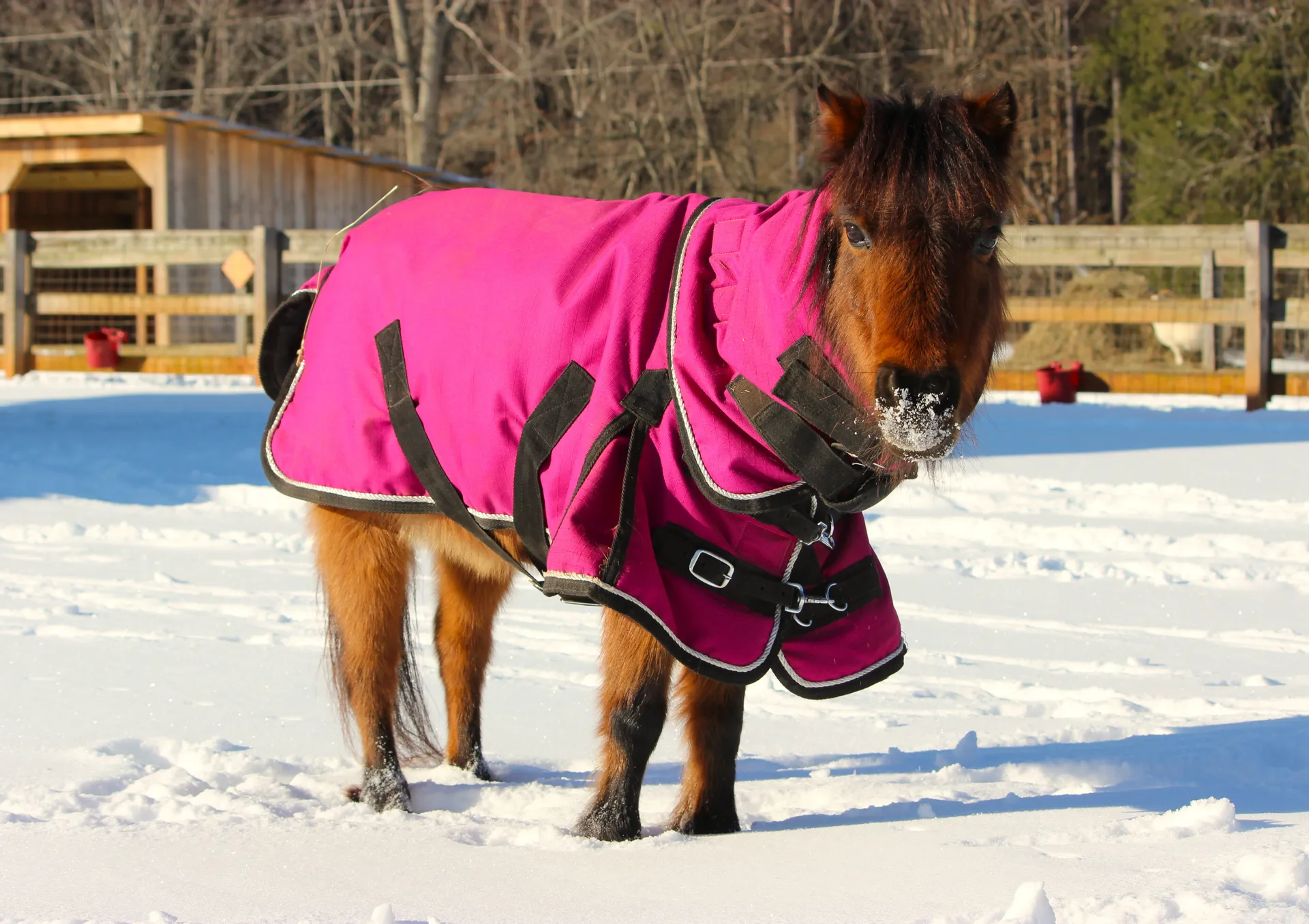 Meet Arabella, Animal Ambassador