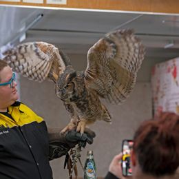 Live owl program