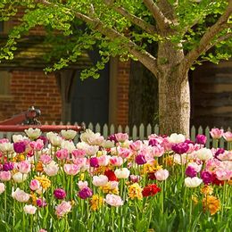 NBA Flower Power Fundraiser