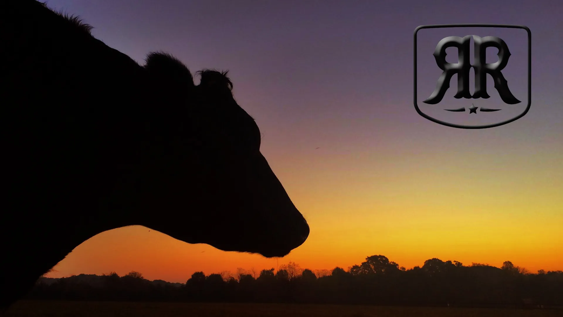 The Summer Solstice - Animals and Fun Things to do!